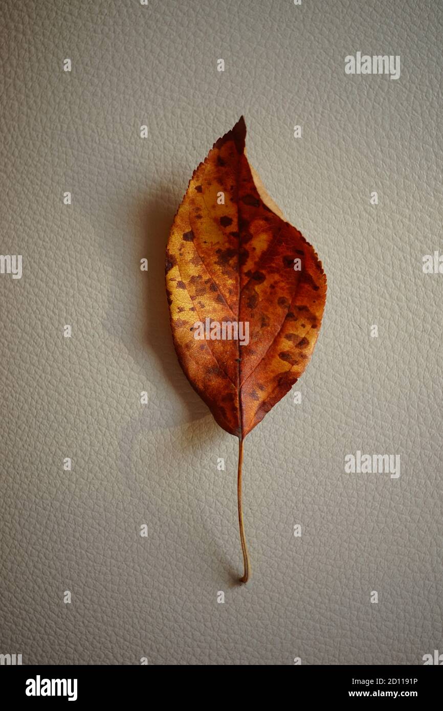 Spotted apple hi-res stock photography and images - Alamy