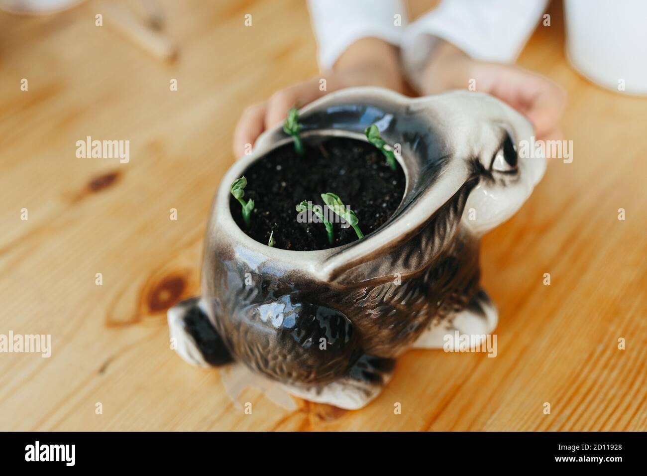 Kids science experiment - Child learning to grow peas seeds at home ...
