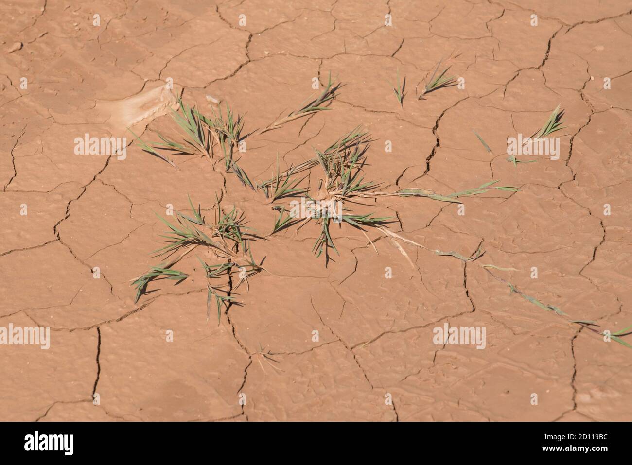dried out soil in heat and dryness in summer time Stock Photo - Alamy