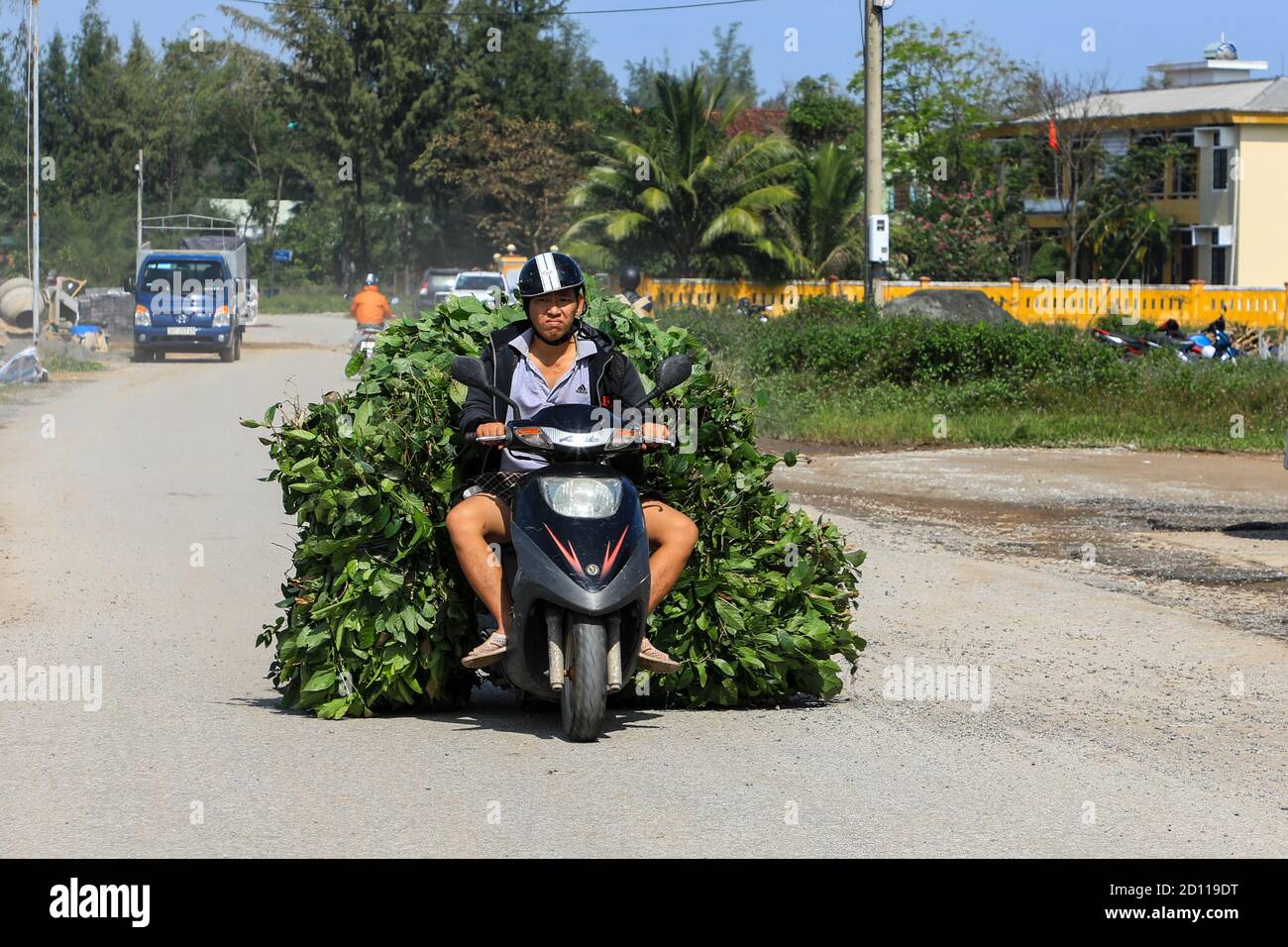 A man on a motor cycle carrying an overloaded large load of leaves ...