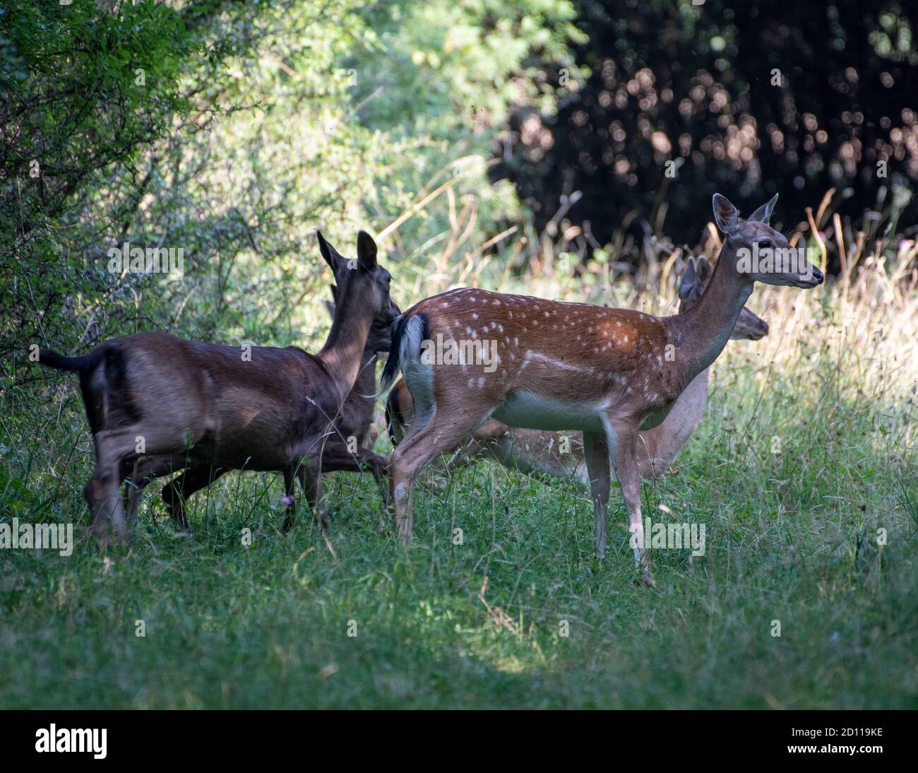Fallow deer track hi-res stock photography and images - Alamy