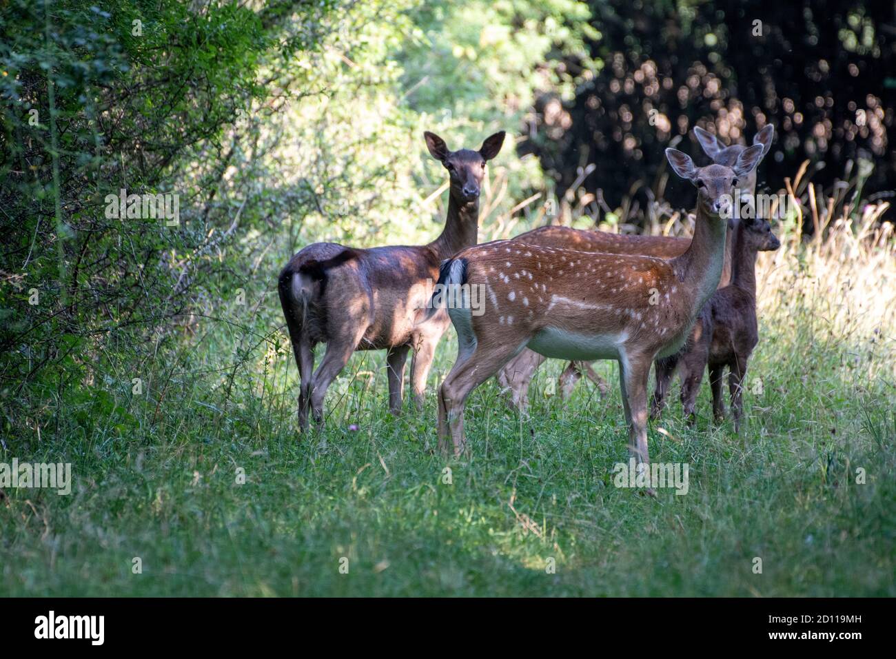 Fallow deer track hi-res stock photography and images - Alamy
