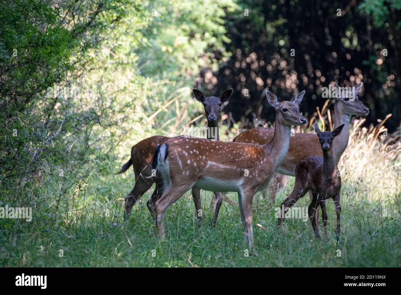 Fallow deer with fawn(Dama dama) in woodland Stock Photo - Alamy