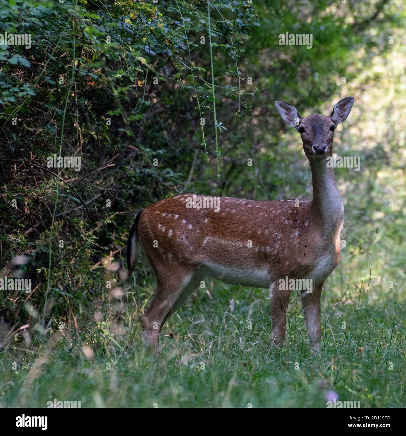Fallow deer track hi-res stock photography and images - Alamy