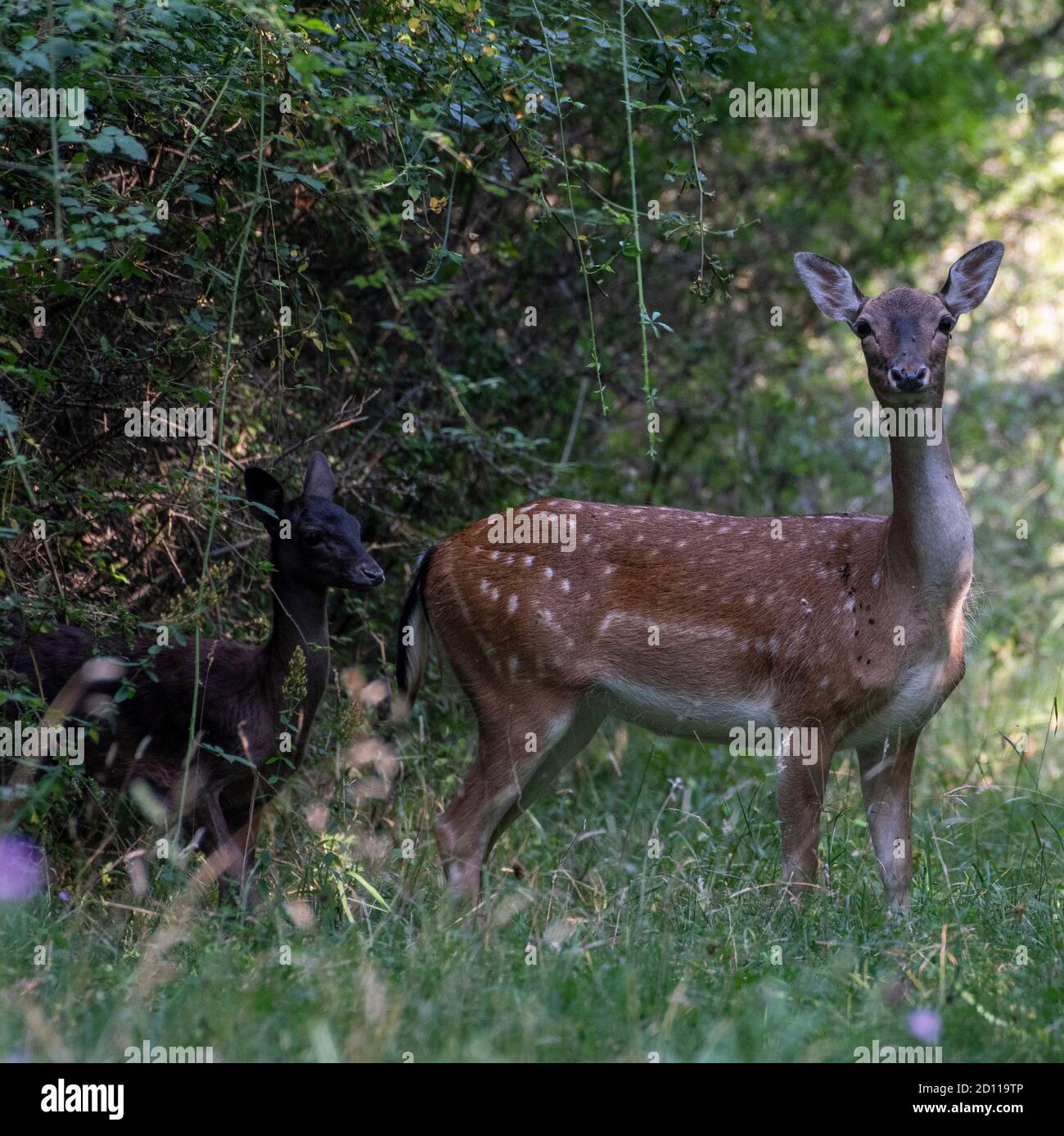 Fallow deer with fawn(Dama dama) in woodland Stock Photo - Alamy