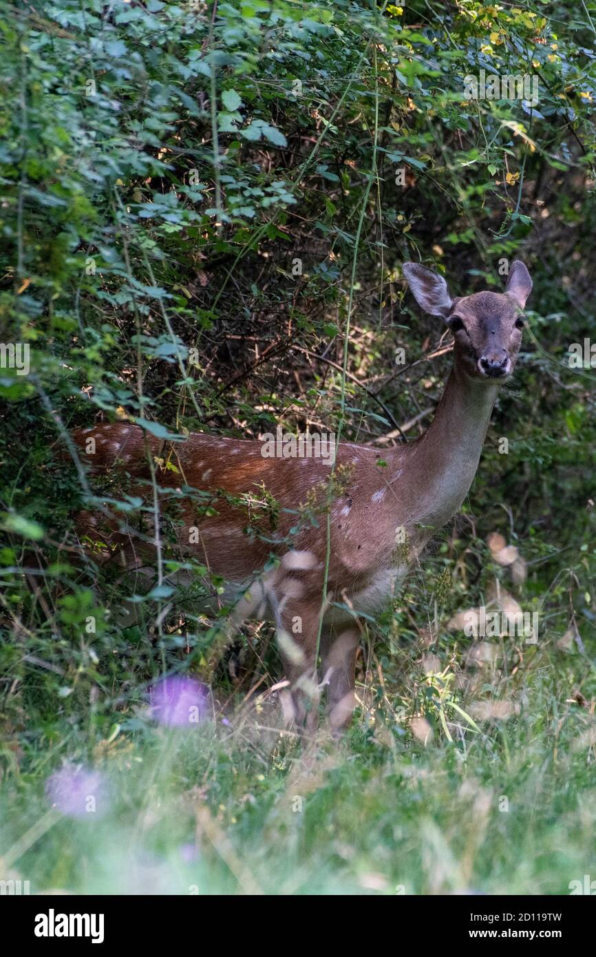 Fallow deer track hi-res stock photography and images - Alamy