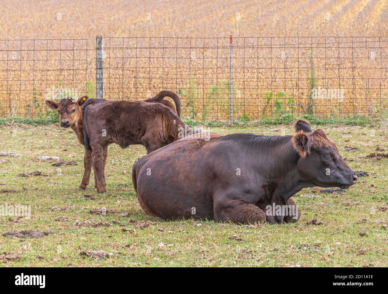Angus cow and her calf Stock Photo - Alamy