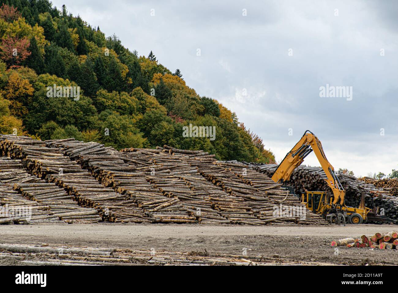 Whole tree logging hi-res stock photography and images - Alamy