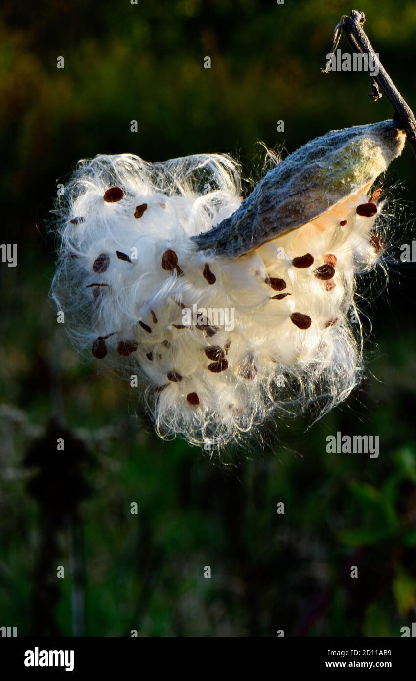 Common milkweed seed pods hi-res stock photography and images - Alamy