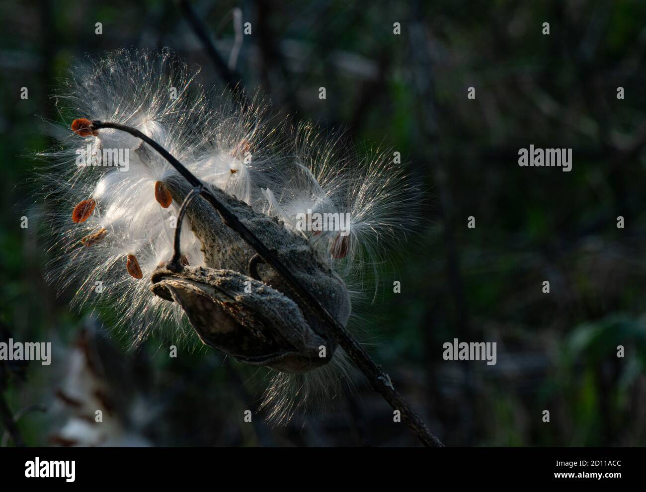 Milkweed pod filled with fluffy seeds Stock Photo - Alamy