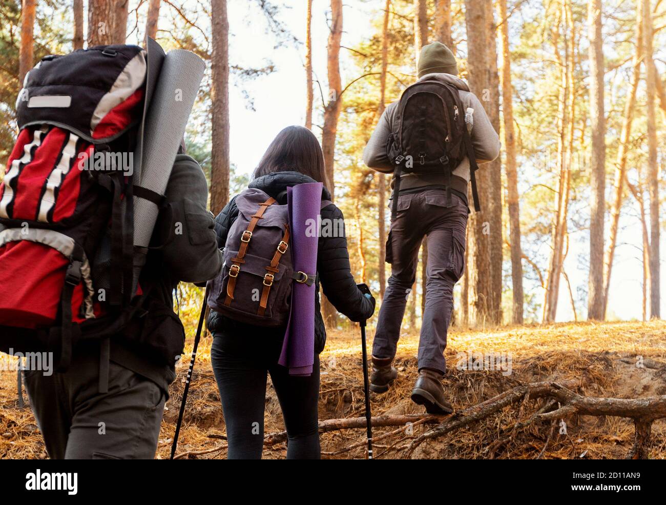 Back view of hikers exploring forest together Stock Photo - Alamy