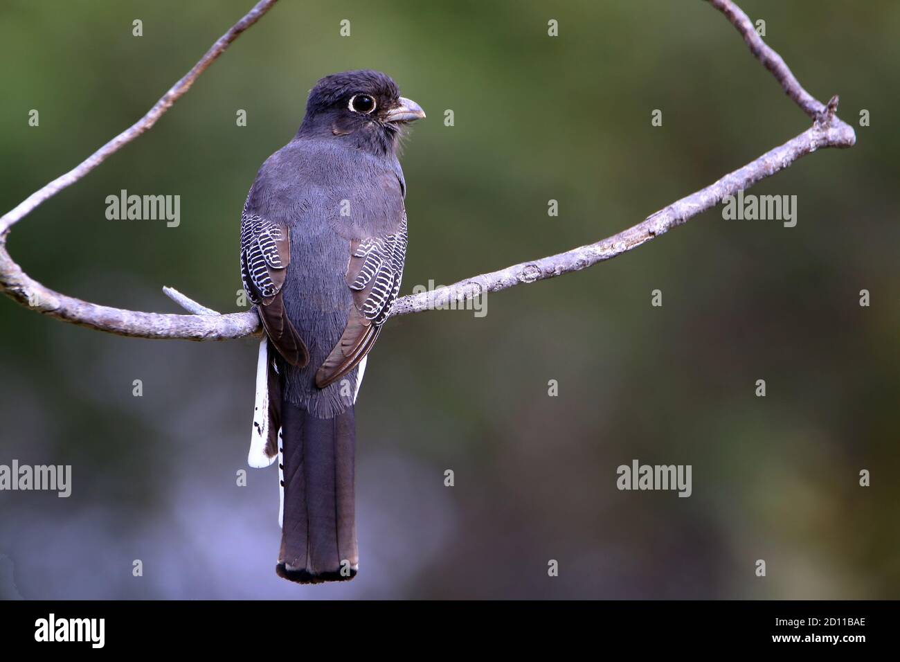 Blue-crowned Trogon (Trogon curucui) female perched on a branch and ...