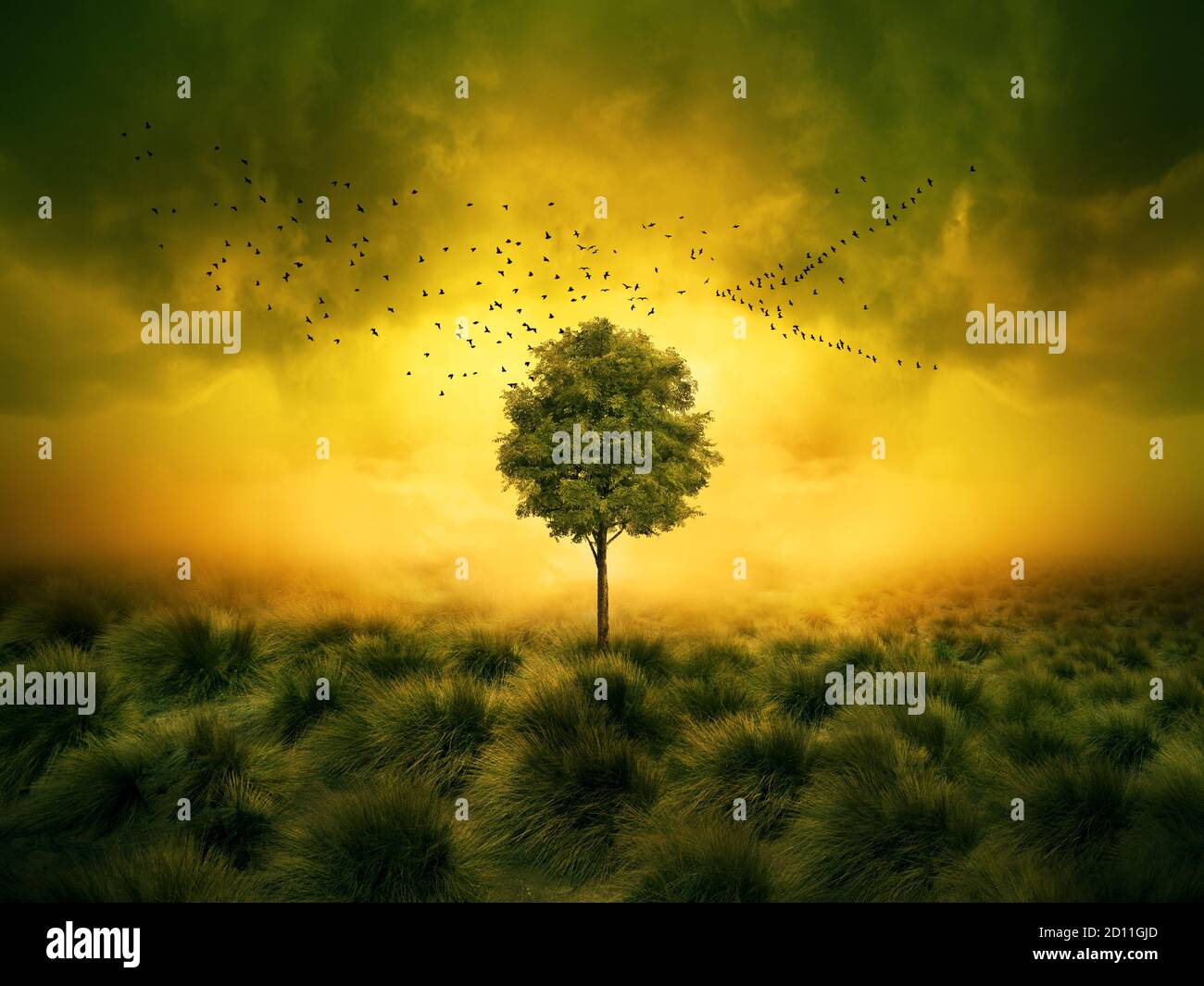 Alone tree on meadow at sunset with sun and mist, natural ecological ...
