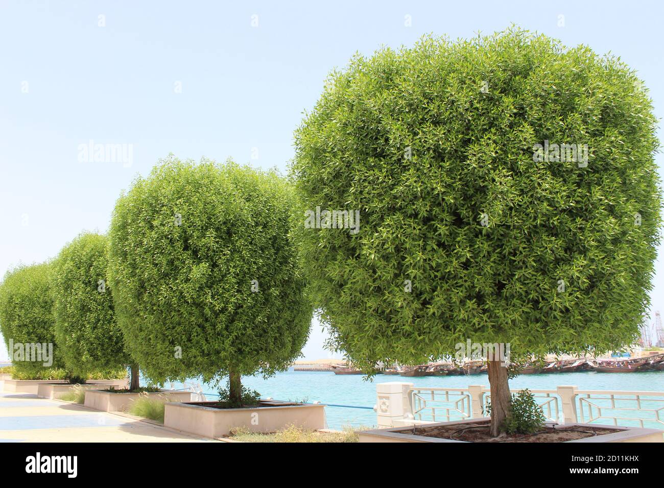 Green plant trees in a row Stock Photo - Alamy