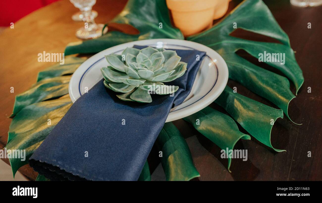 Cactus setup hi-res stock photography and images - Alamy