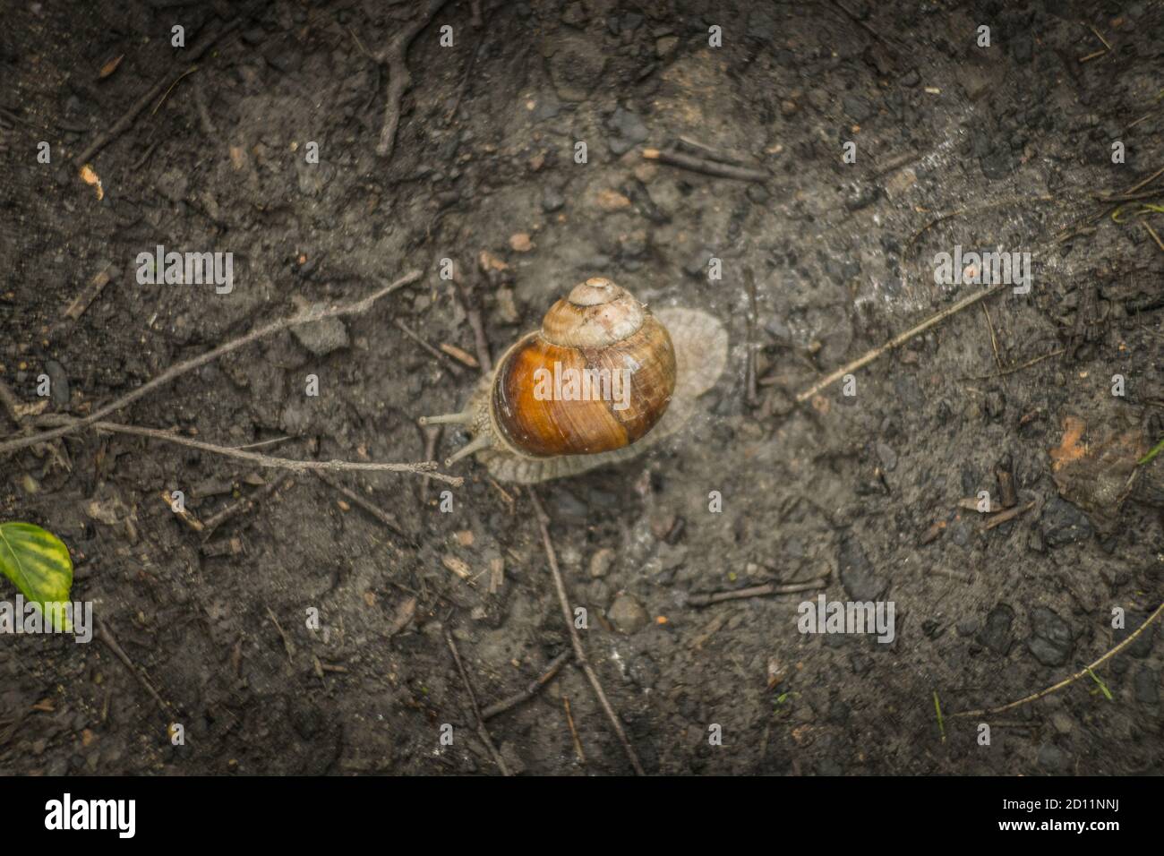 Top view of a snail on the ground Stock Photo - Alamy