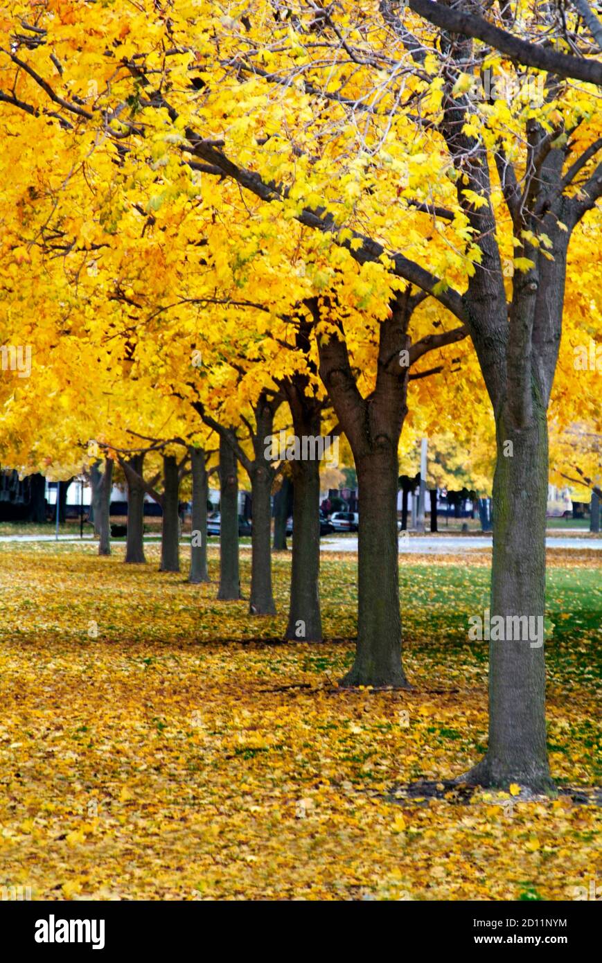 Golden yellow maple tree show full fall autumn colors in Michigan Stock ...