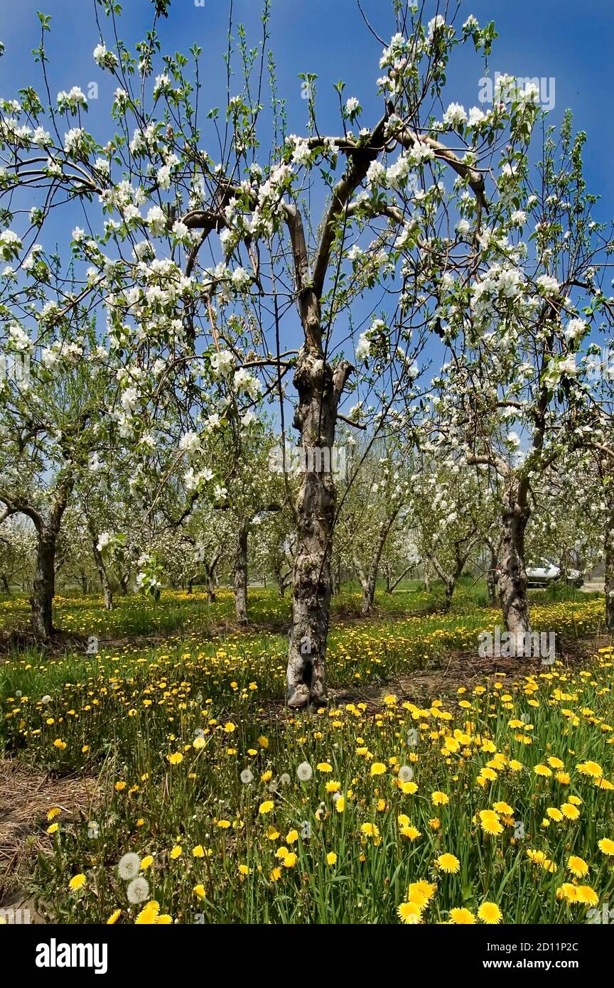 Apple blossoms in springtime in an orchard of apples Stock Photo - Alamy