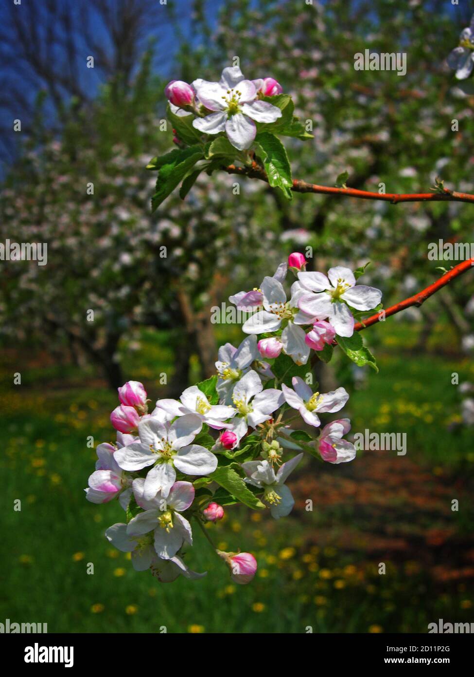 Apple blossoms in springtime in an orchard of apples Stock Photo - Alamy