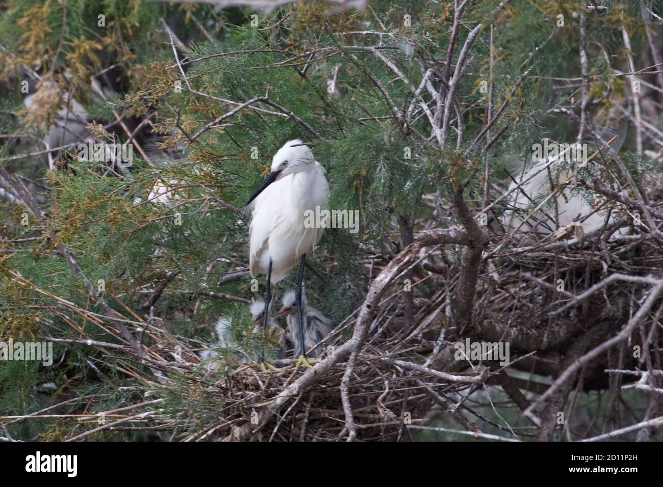 A Little Egret, Egretta garzetta, on nest Stock Photo - Alamy