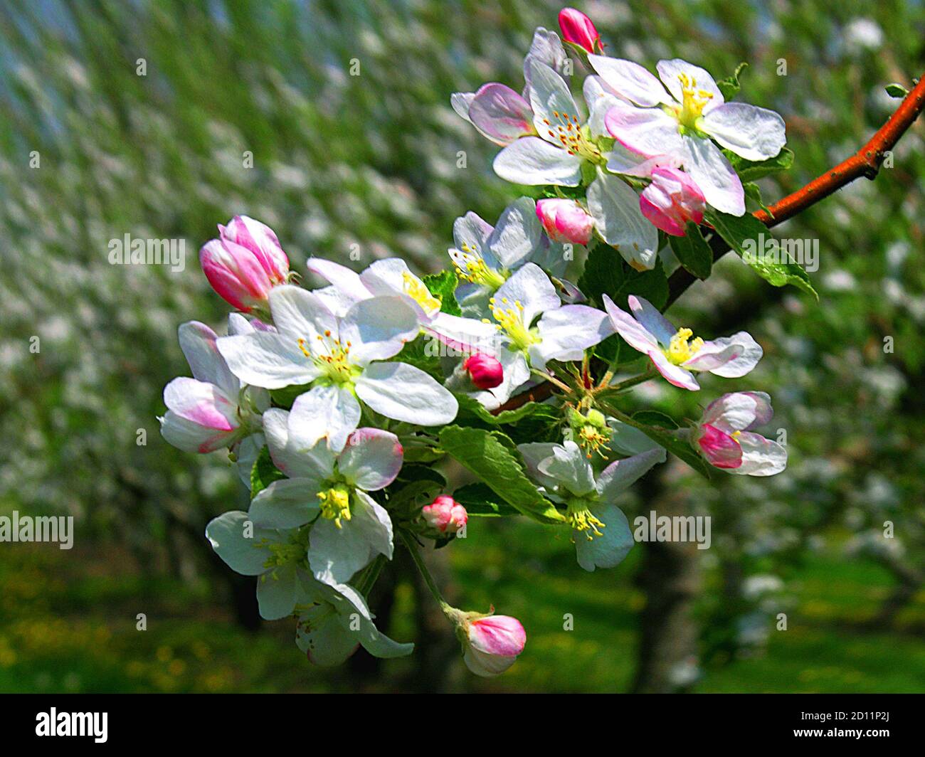Apple blossoms in springtime in an orchard of apples Stock Photo - Alamy