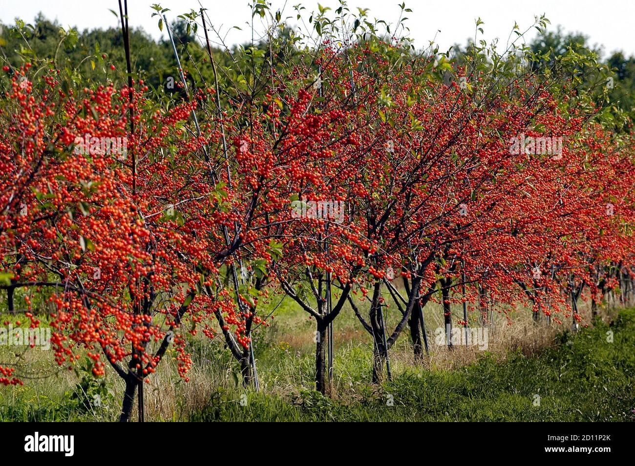 Ripe Cherries hang from trees in aa cherry orchard Port Huron Michigan ...