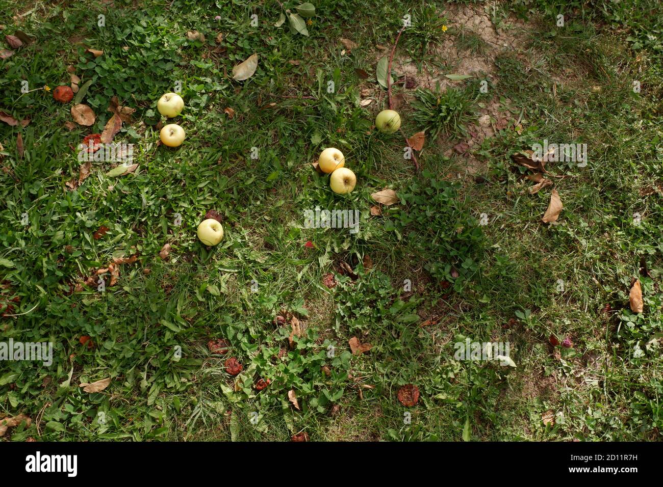Apples fallen from apple tree hi-res stock photography and images - Alamy