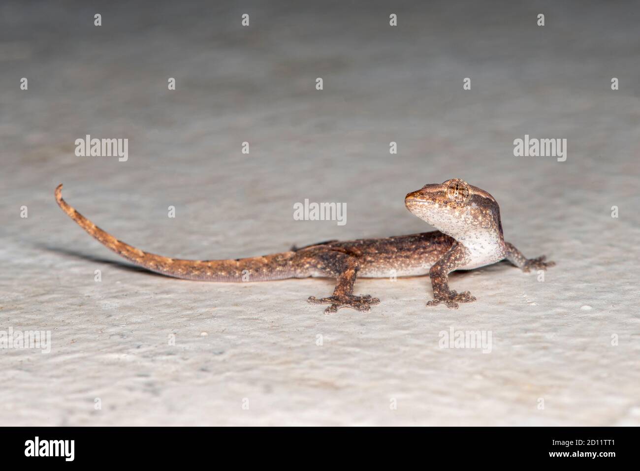 Maui, Hawaii. Mourning Gecko: Lepidodactylus lugubris, is also called ...