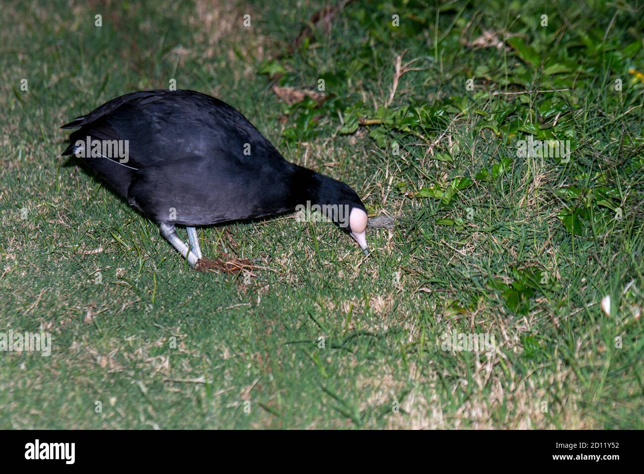 Maui, Hawaii. Hawaiian Coot; "Fulica alai" foraging for food on the ...