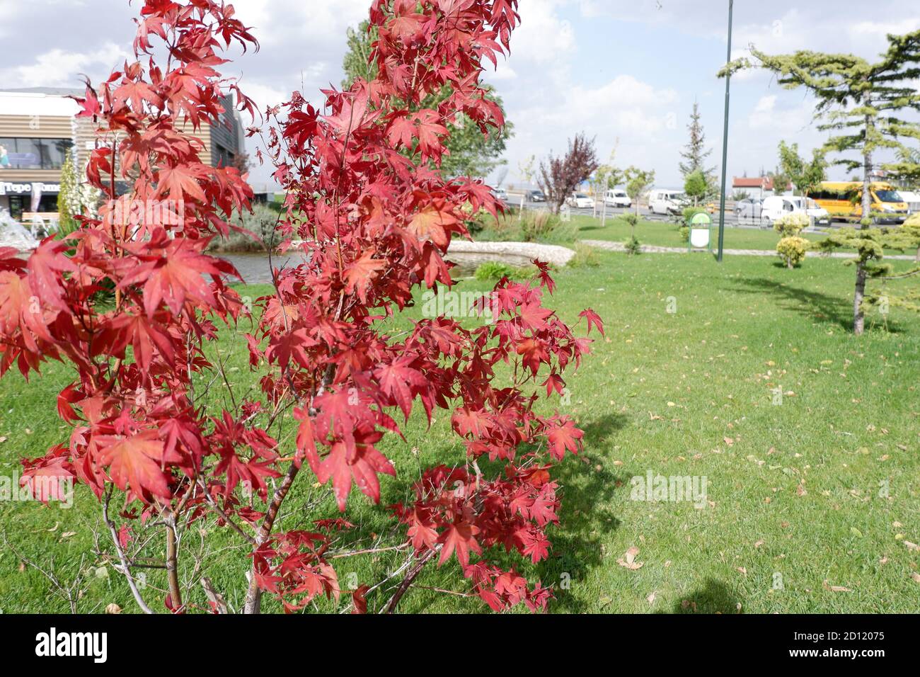 Crimson red leaves hi-res stock photography and images - Alamy