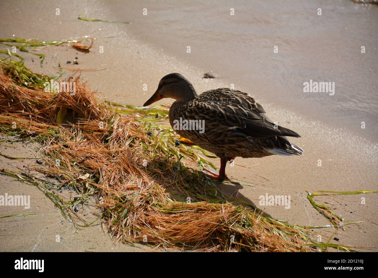 Ducks foraging for food on lakeshore Stock Photo - Alamy