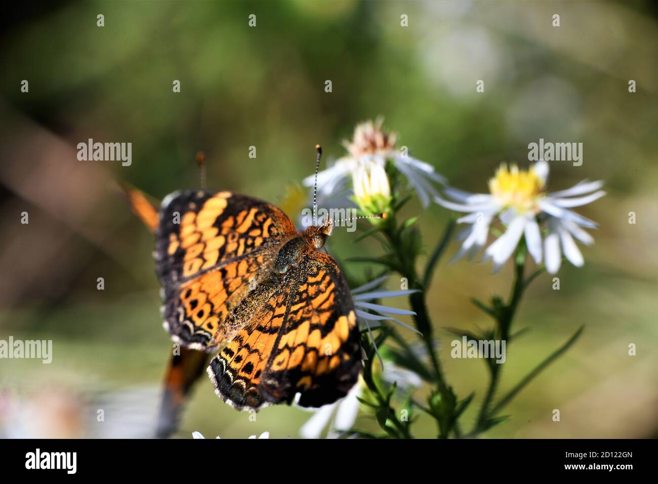 Pearl crescent butterfly hi-res stock photography and images - Alamy