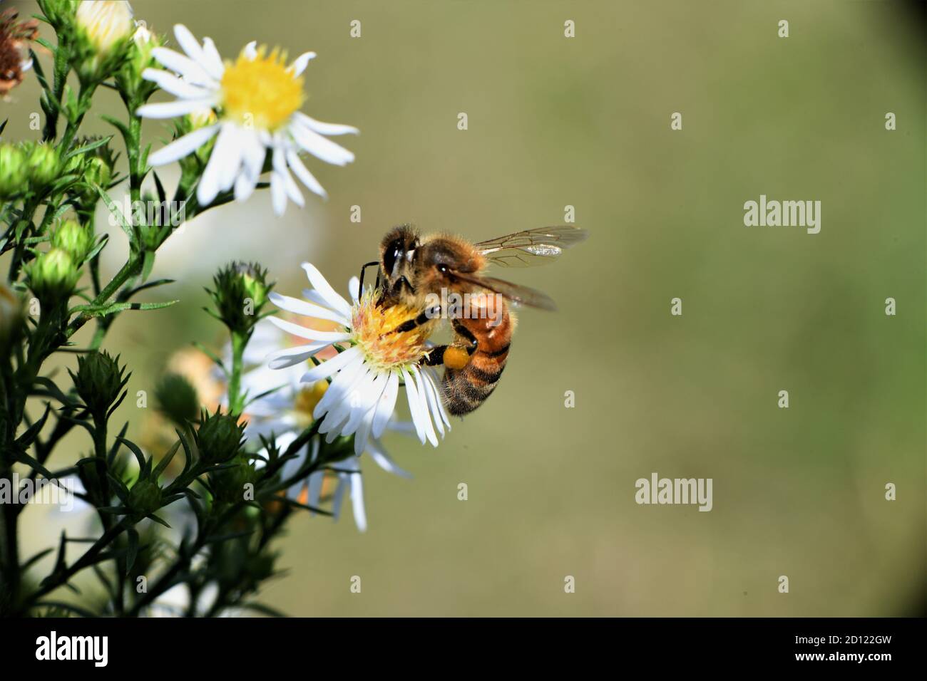 A honeybee on a wild daisy Stock Photo - Alamy