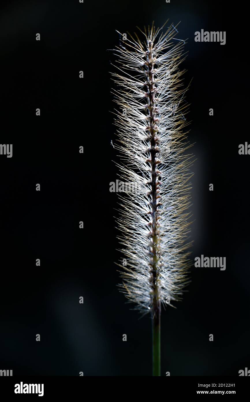 Grass seed pod hi-res stock photography and images - Alamy