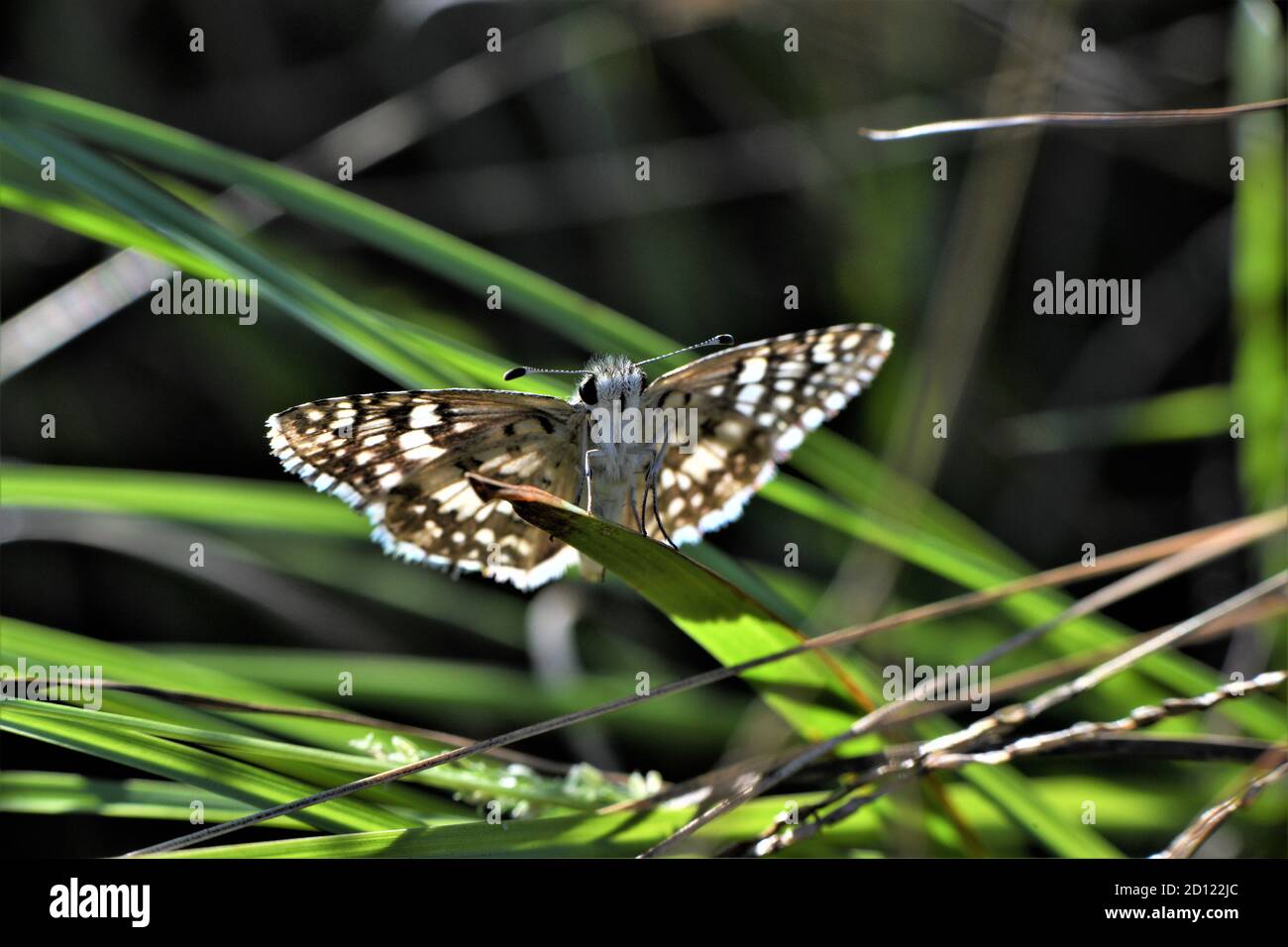A white checkered skipper butterfly Stock Photo - Alamy