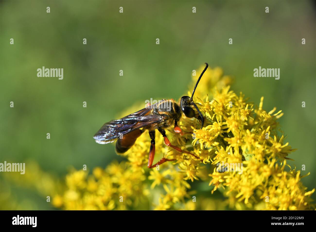A great golden digger wasp on goldenrod Stock Photo - Alamy