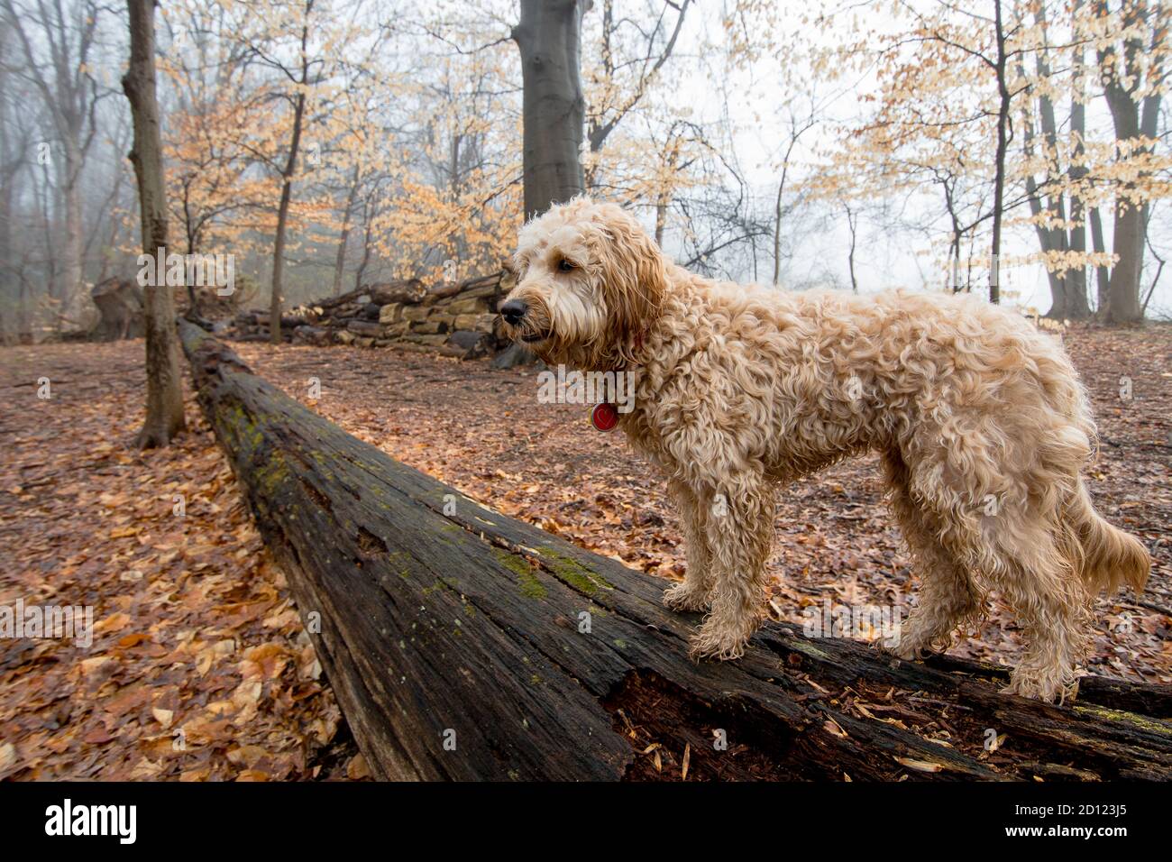Female of mini Goldendoodle F1B dog in outdoor environment Stock Photo ...