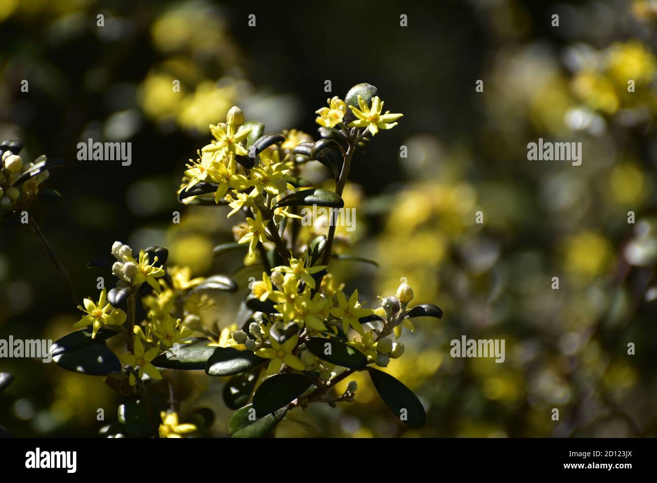 Ree blossom hi-res stock photography and images - Alamy