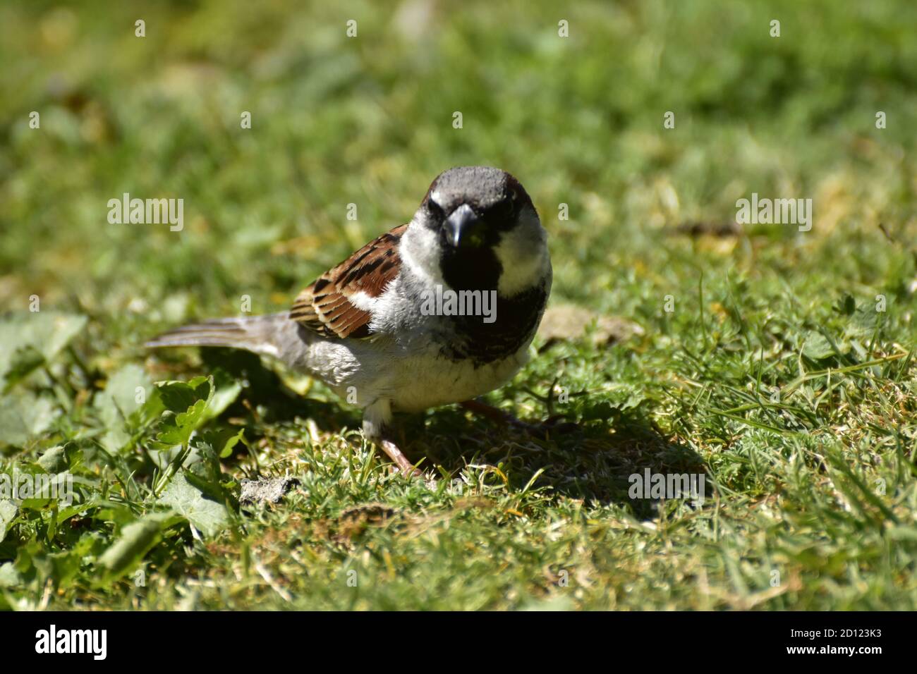 Birdies hi-res stock photography and images - Alamy