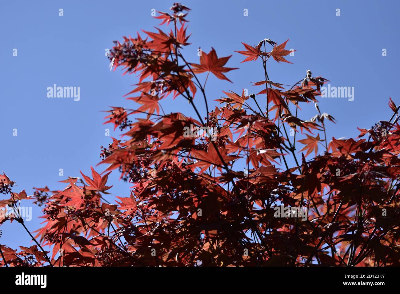 Bright red new leaves hi-res stock photography and images - Alamy