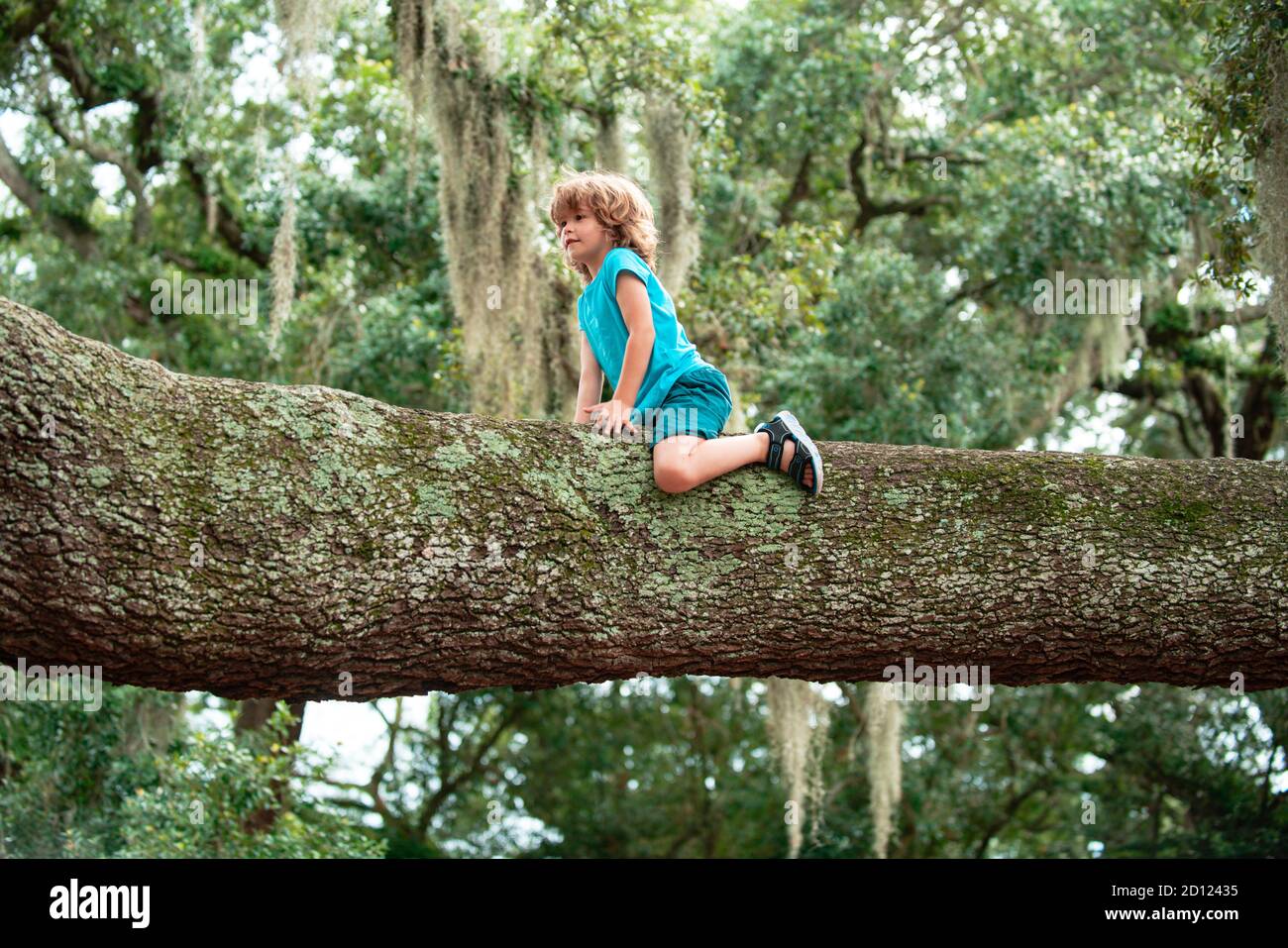 Kids climbing trees. Portrait of cute child boy sitting on the big old ...