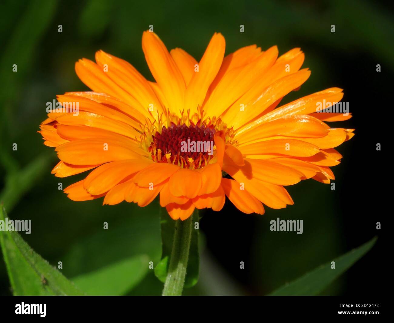 Stunning close up of an English marigold flower Calendula officinalis ...