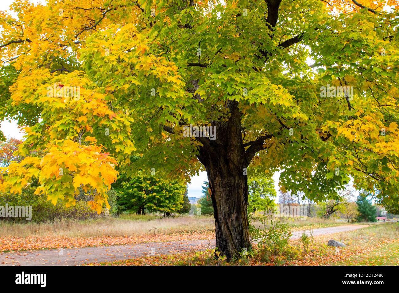 Colorful maple tree turning colors in autumn next to a path, horizontal ...