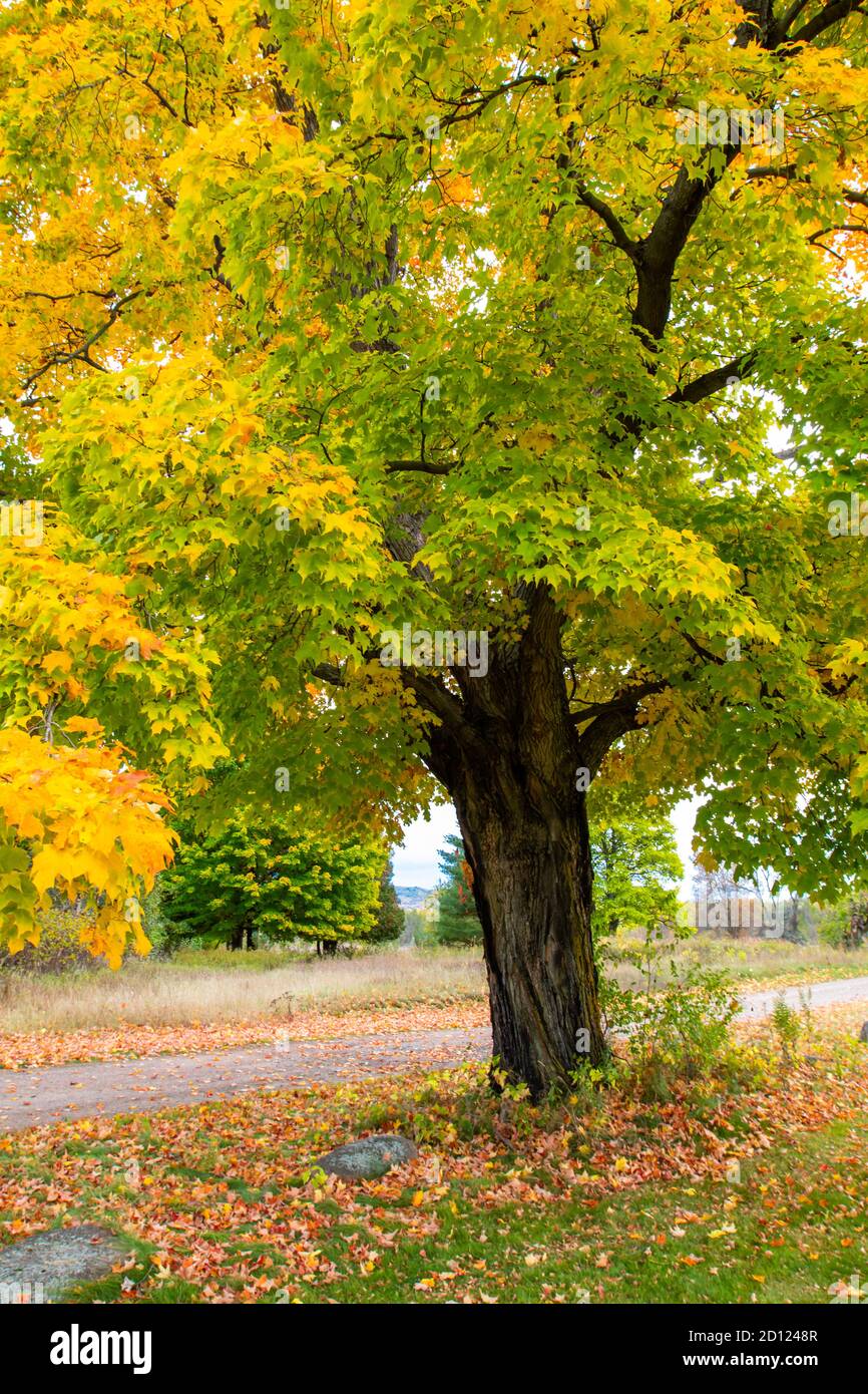 Colorful maple tree turning colors in autumn next to a path, vertical ...