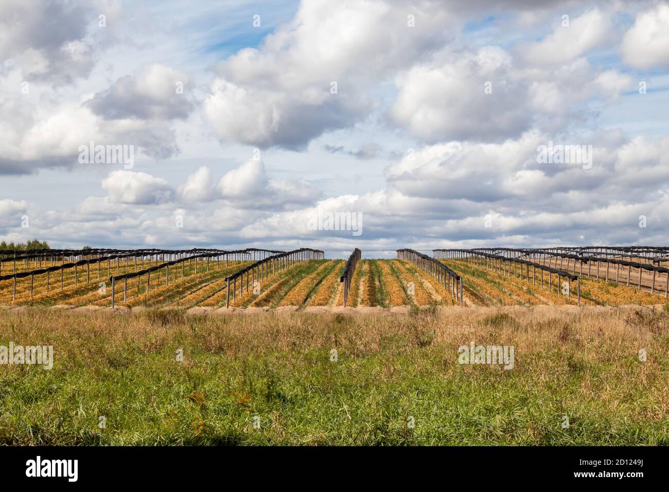 Wisconsin ginseng land in October, horizontal Stock Photo - Alamy