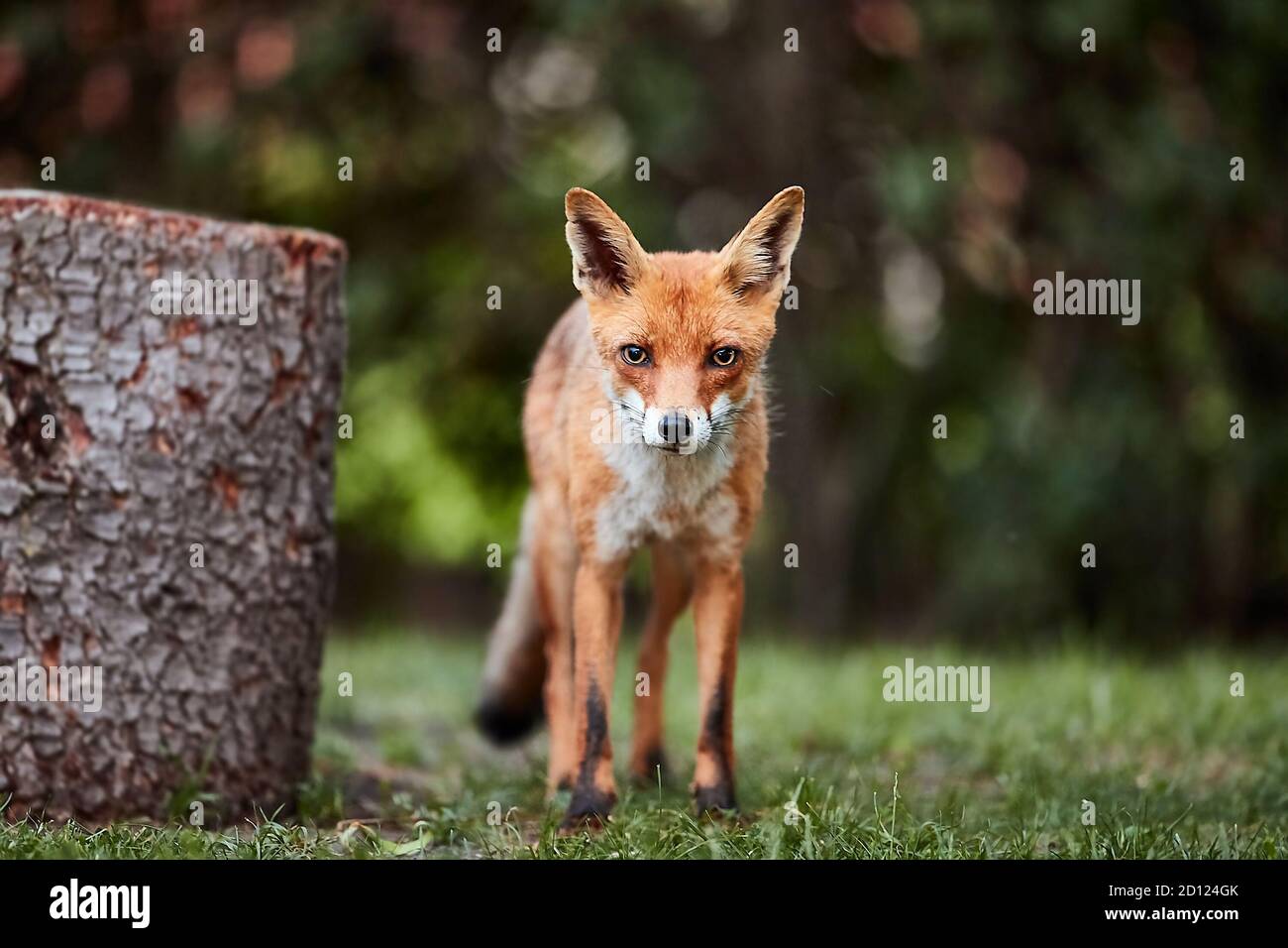 Fox woods hi-res stock photography and images - Alamy