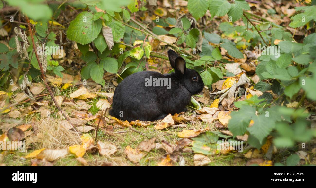 Black bunny rabbit resting among plants Stock Photo - Alamy