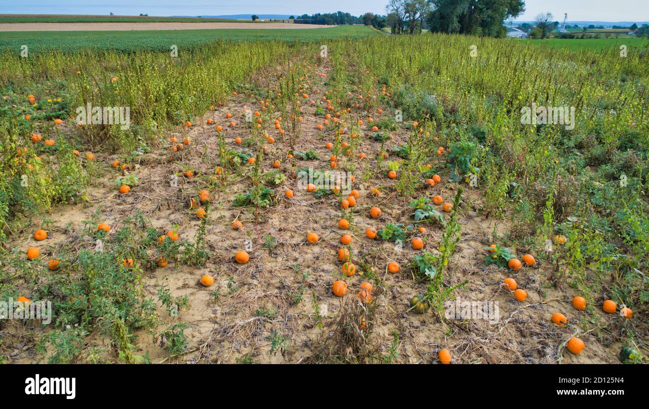 Aerial view pumpkin fields in hi-res stock photography and images - Alamy