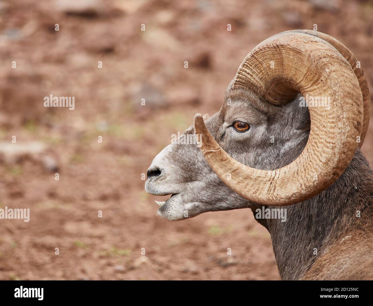 Profile of a Bighorn sheep ram standing on rocks in a wildlife park ...