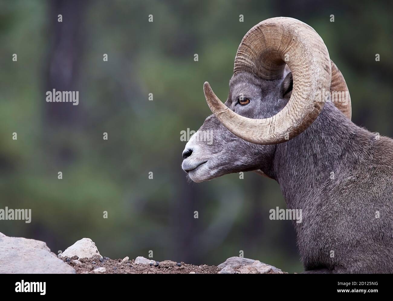 Profile of a Bighorn sheep ram standing on rocks in a wildlife park ...